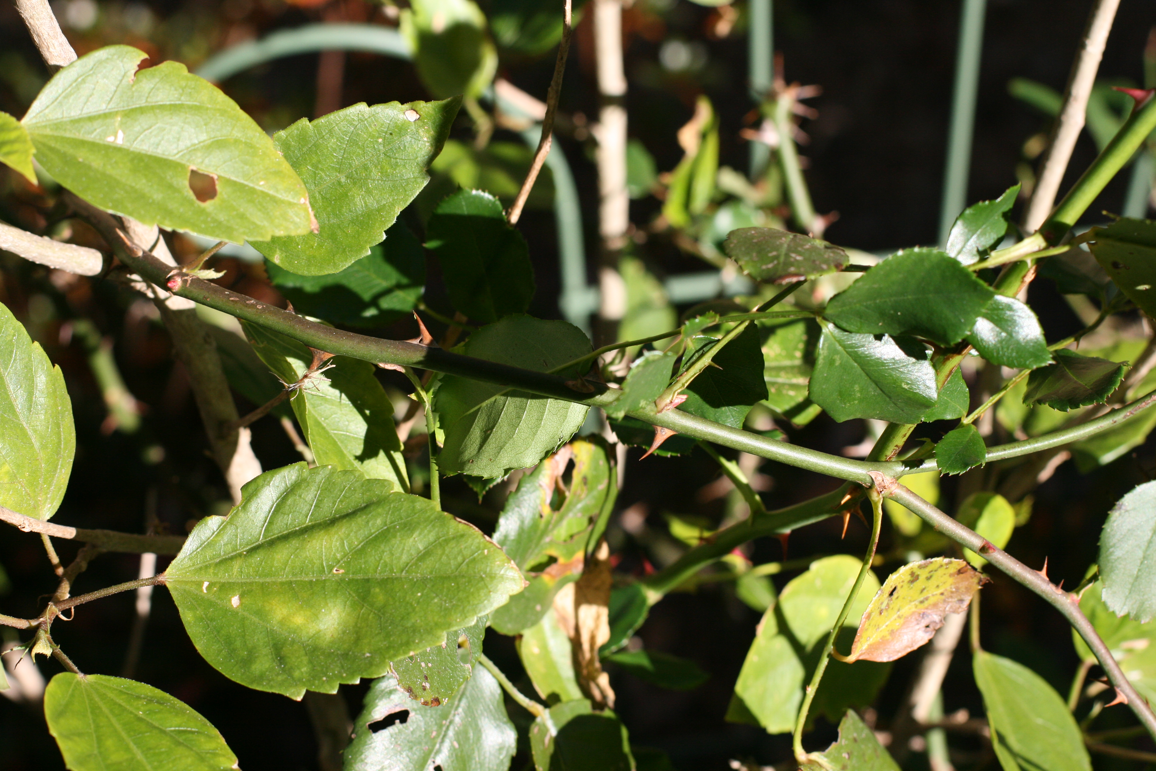 Steve Seals Photo Gallery