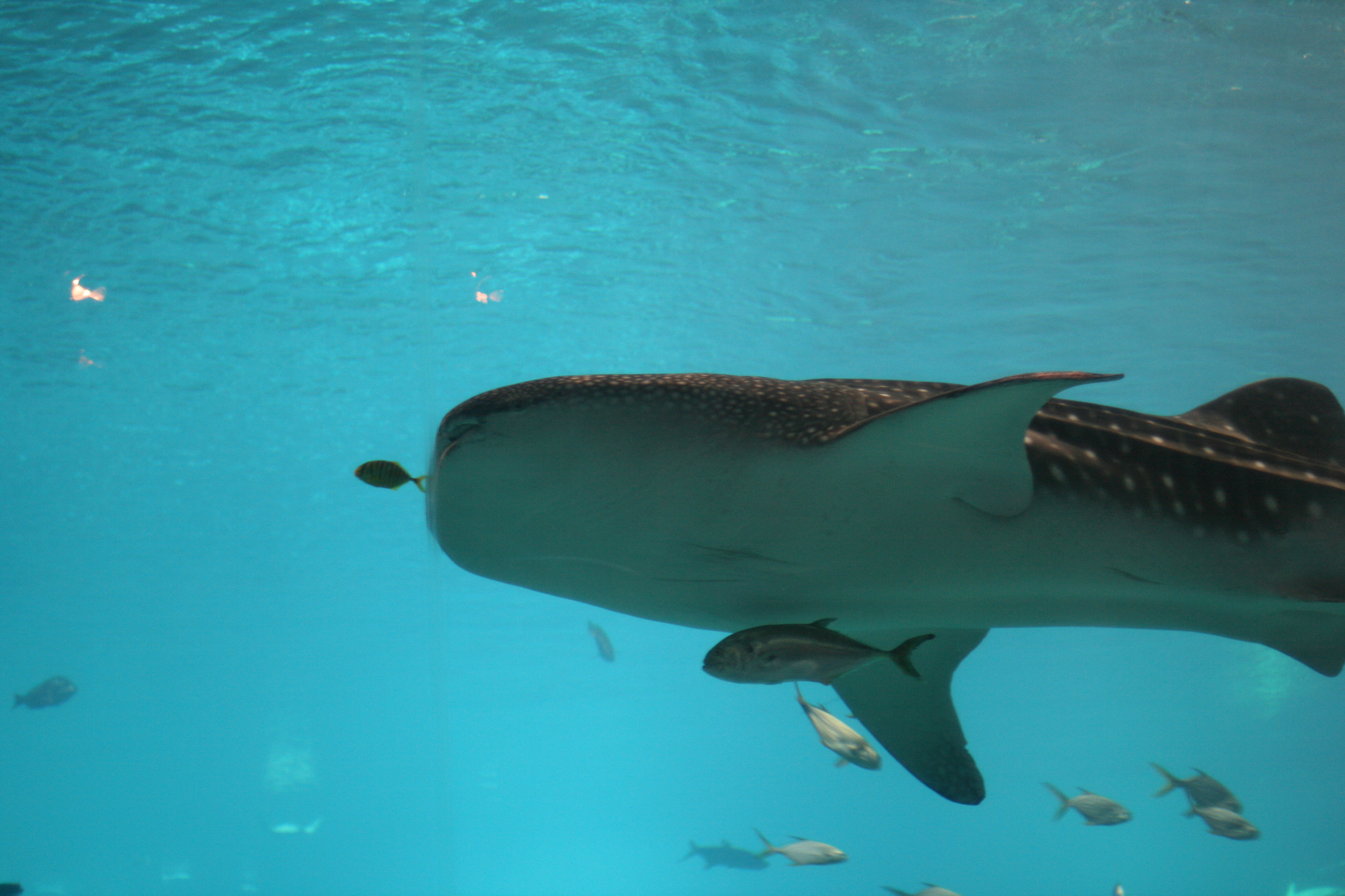 Steve Seals Photo Gallery